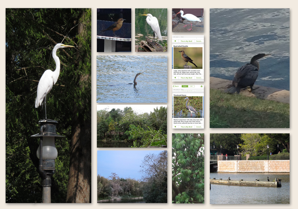 Nature at Disney – Nature with Family